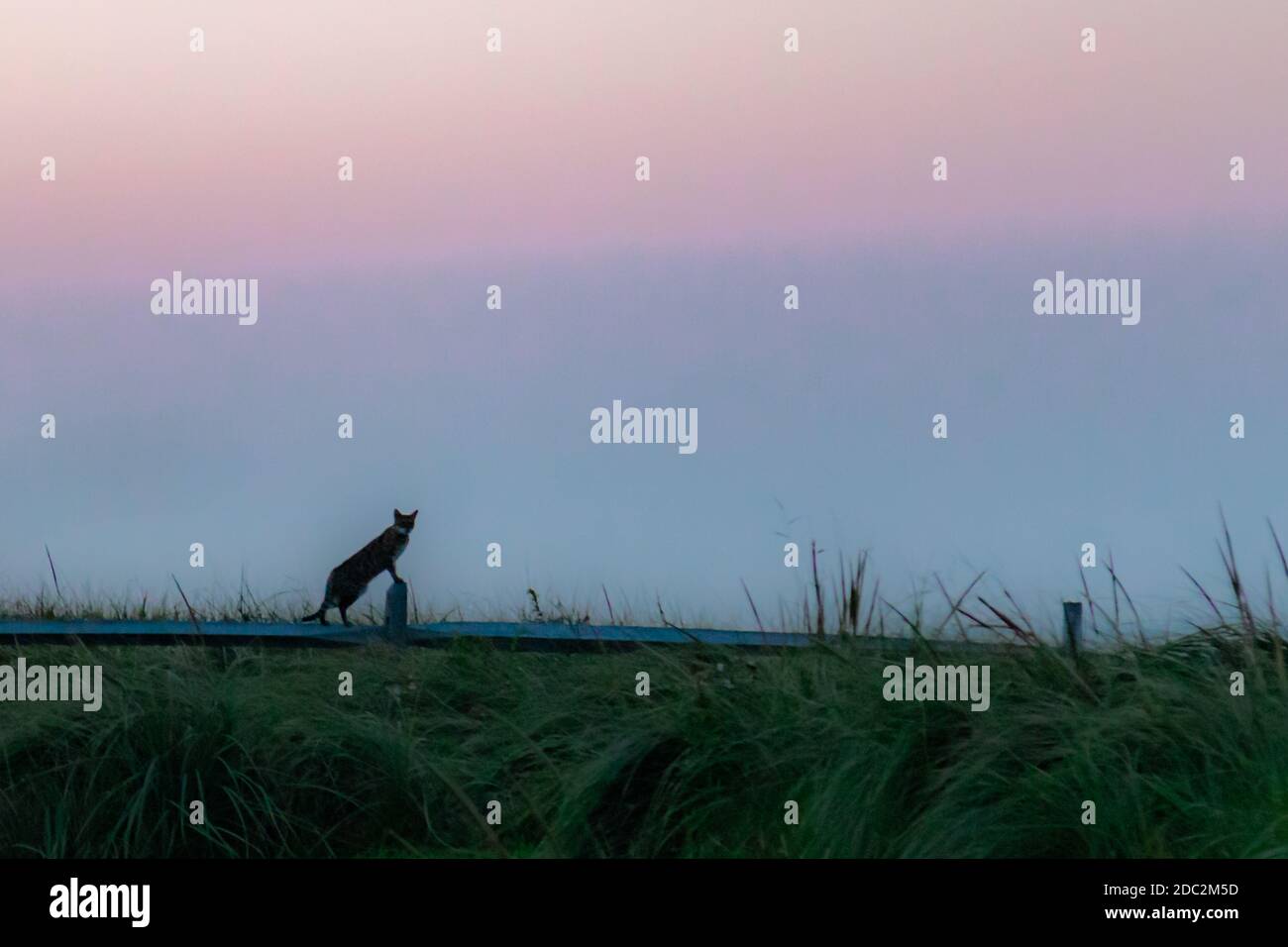 Sagoma di gatto adulto immagini e fotografie stock ad alta risoluzione ...