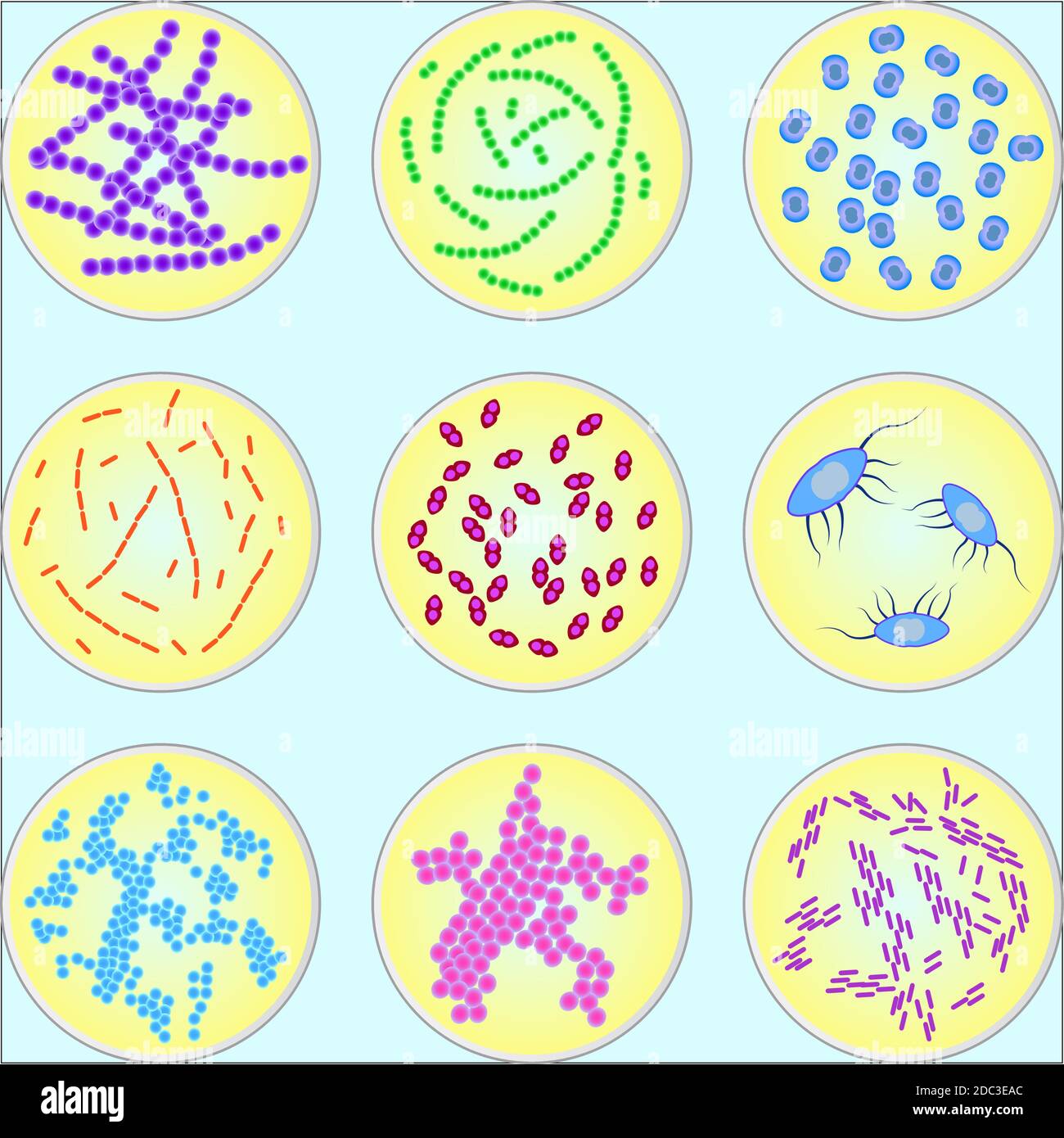 immagine stilizzata di diversi tipi di batteri al microscopio Immagine ...