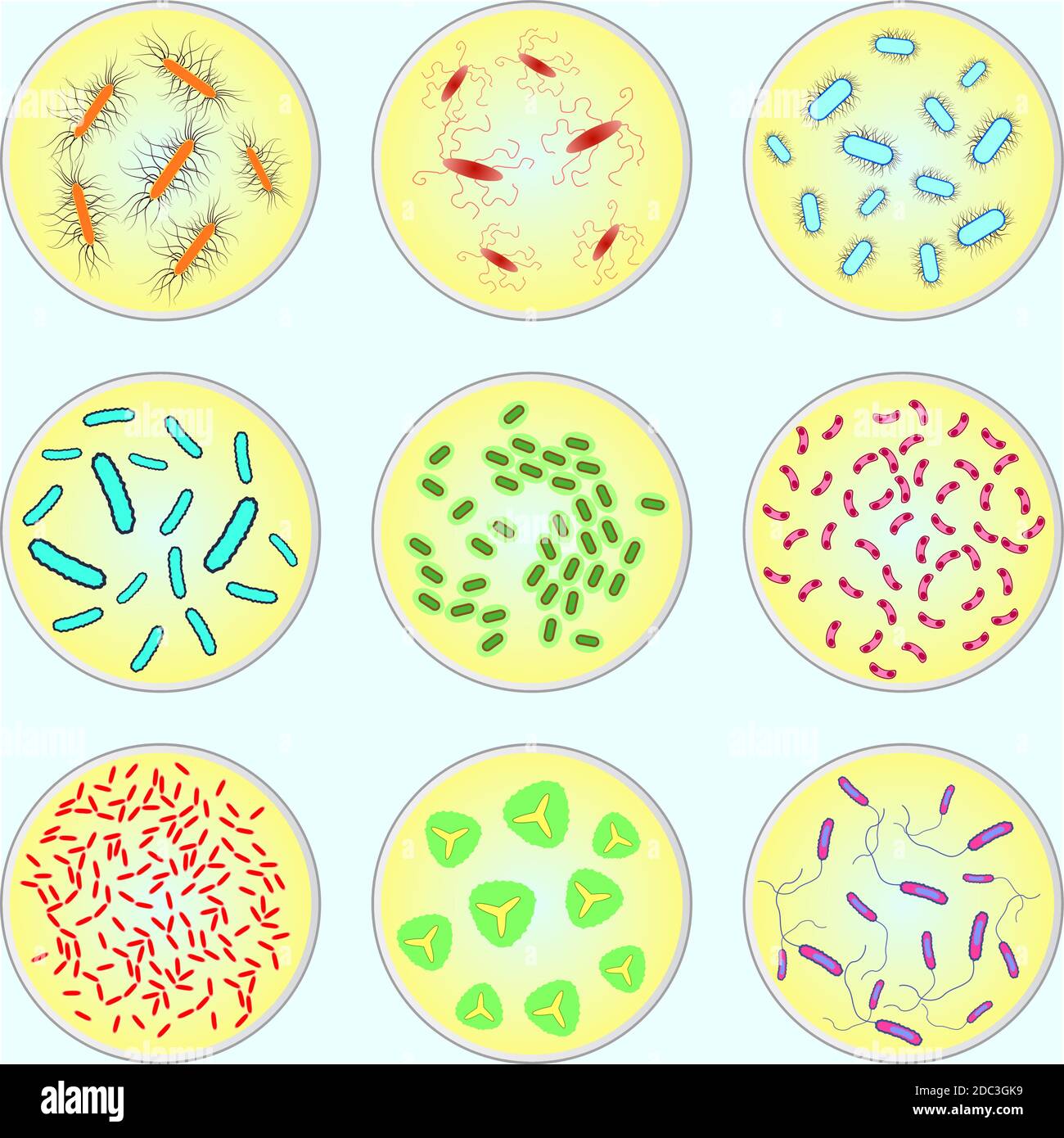 Tipos de bacterias microbiologia immagini e fotografie stock ad alta ...