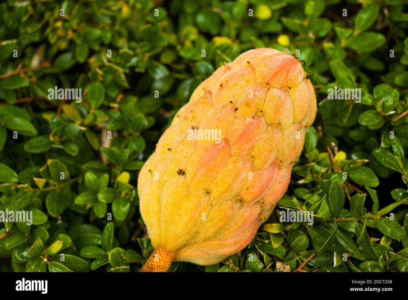 Frutto di una sempreverde magnolia magnolia grandiflora immagini e ...