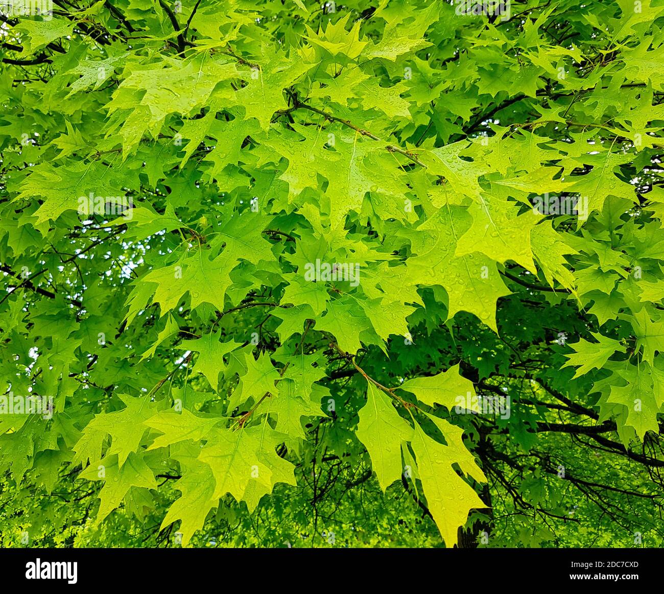 Albero visto dal basso immagini e fotografie stock ad alta risoluzione ...