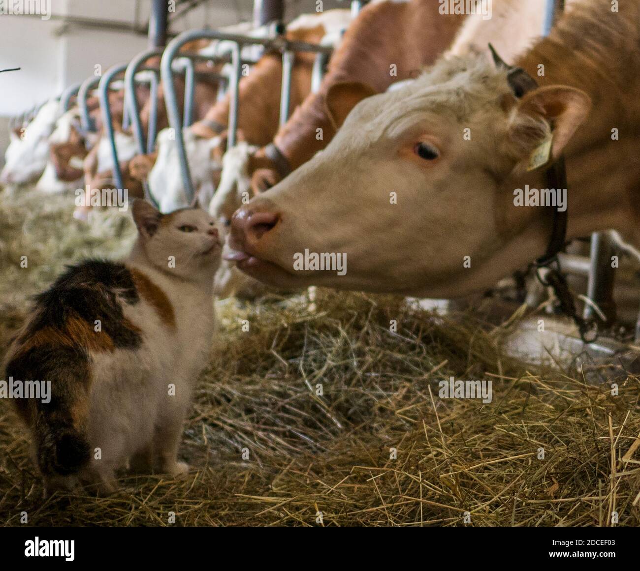 Gatto che si lecca le mucche immagini e fotografie stock ad alta ...