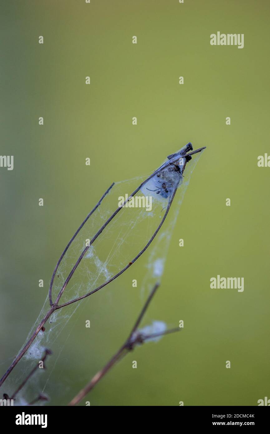 Ragni cluster immagini e fotografie stock ad alta risoluzione - Alamy