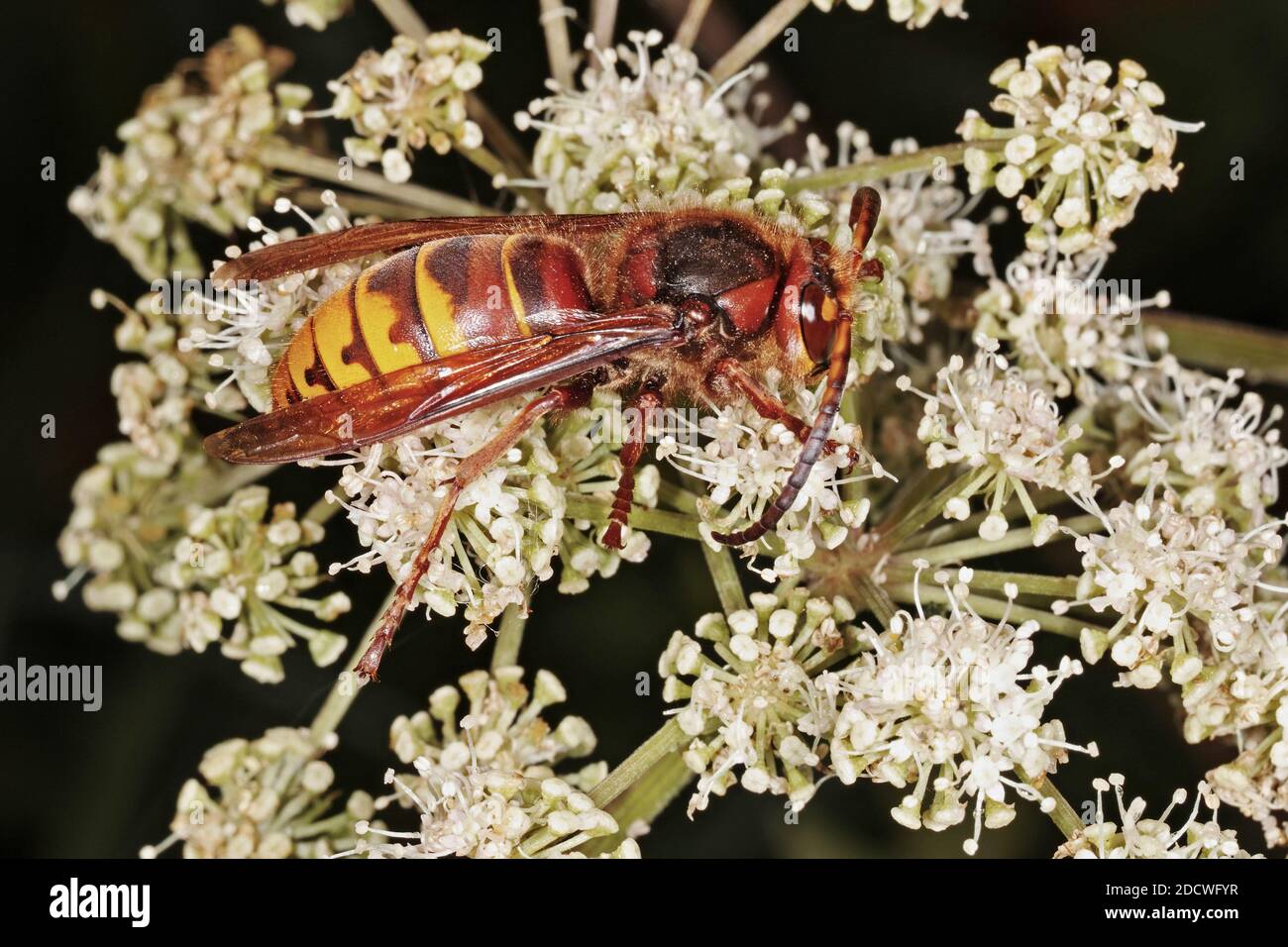 Calabrone diurno immagini e fotografie stock ad alta risoluzione - Alamy