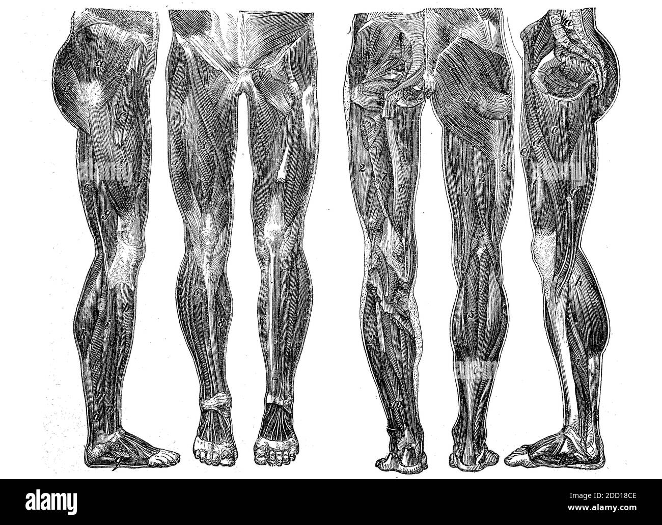 Gamba umana immagini e fotografie stock ad alta risoluzione - Alamy