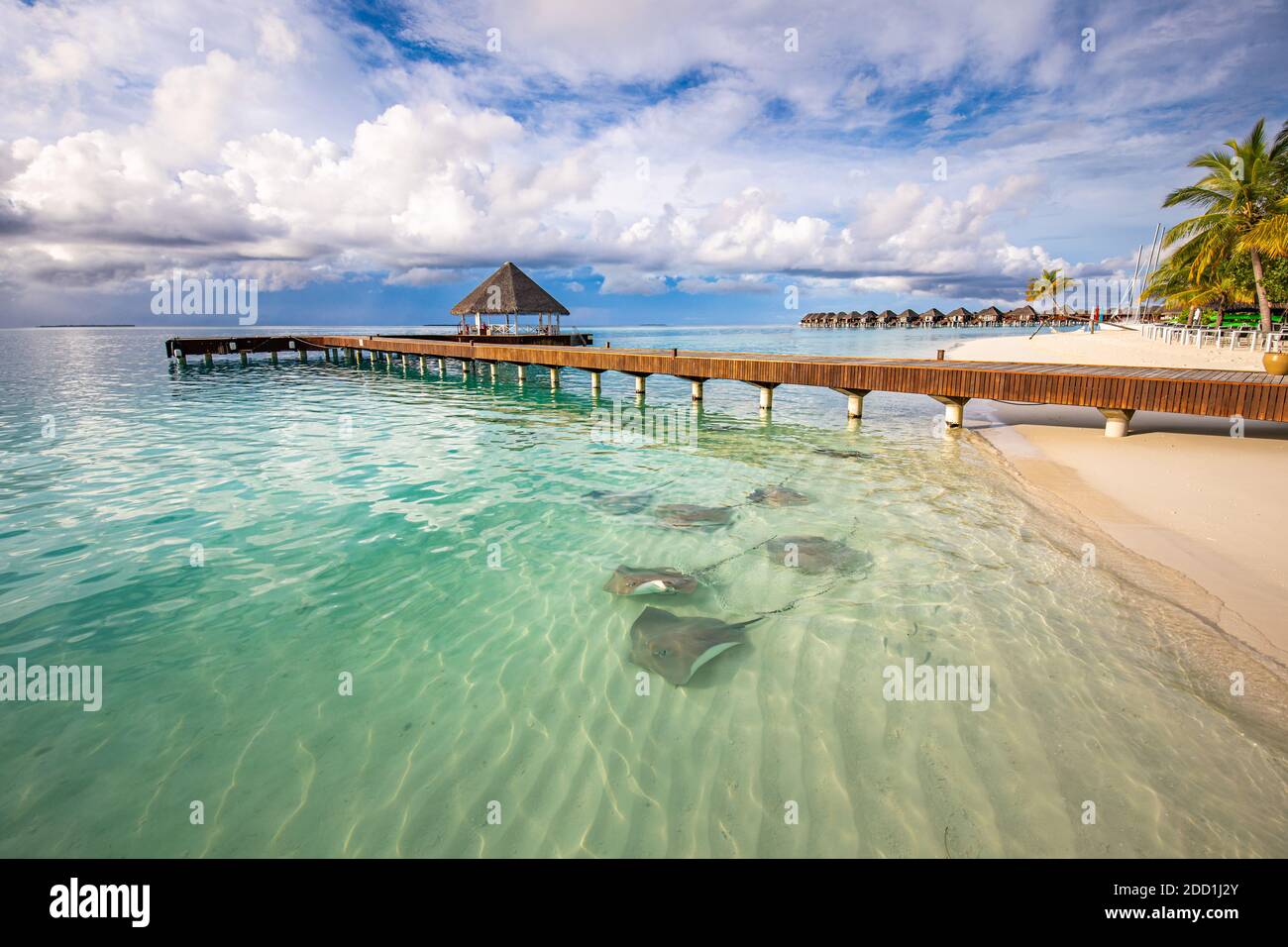 Fauna Selvatica Della Spiaggia Immagini e Fotos Stock - Alamy