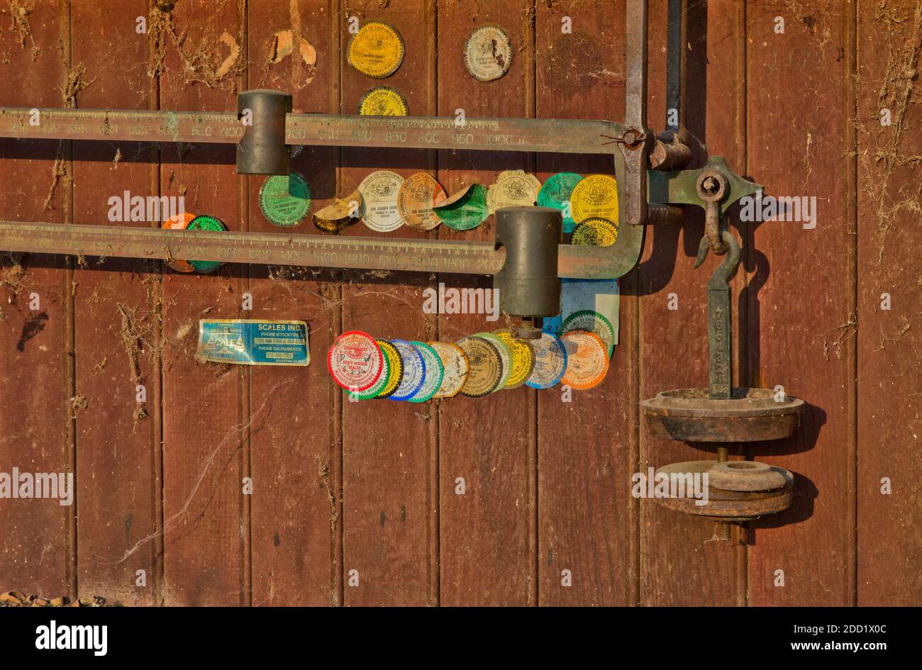 Nido of pesi immagini e fotografie stock ad alta risoluzione - Alamy