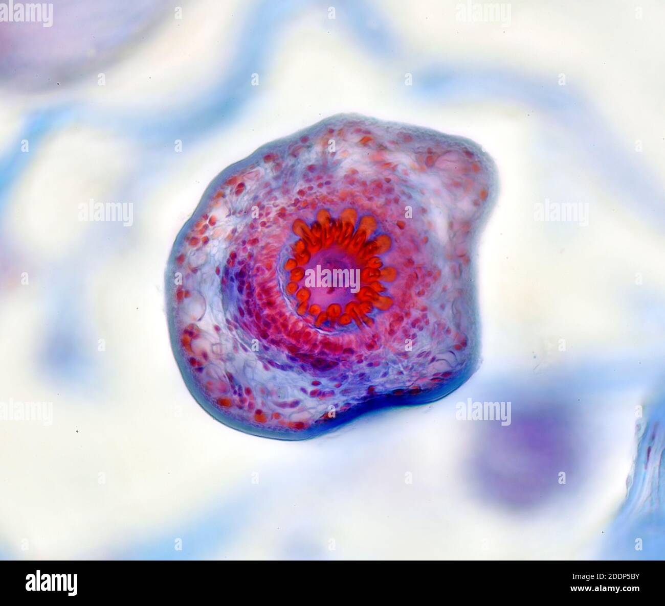 Tenia del cane immagini e fotografie stock ad alta risoluzione - Alamy