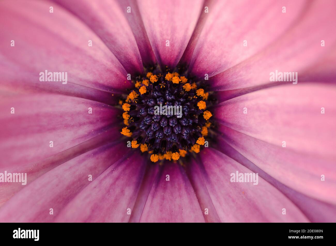 Fiore viola margherita africana immagini e fotografie stock ad alta ...
