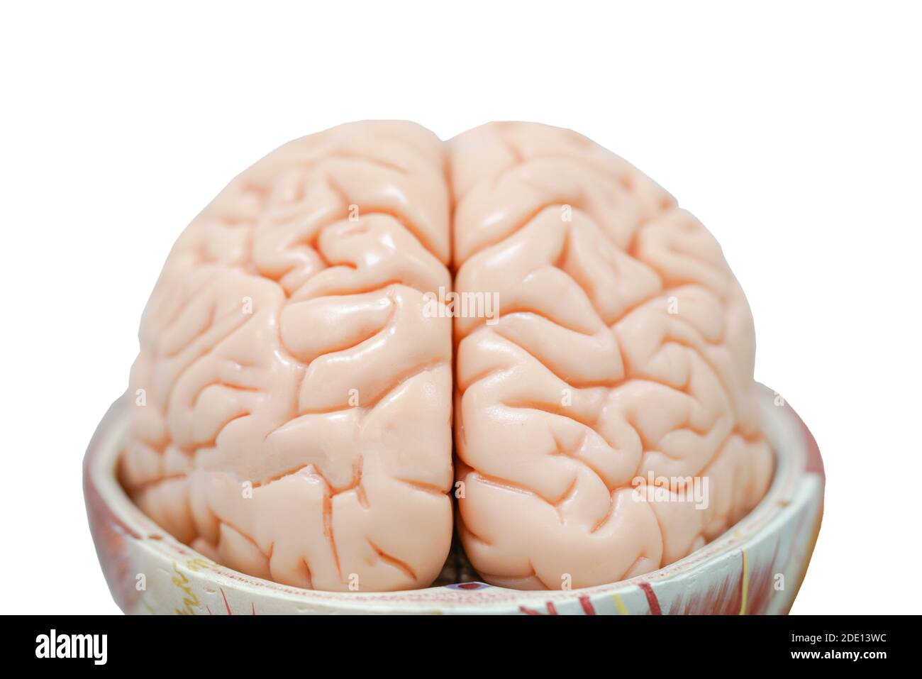 Biologia dell'anatomia del cranio della testa dell'organo del cervello ...