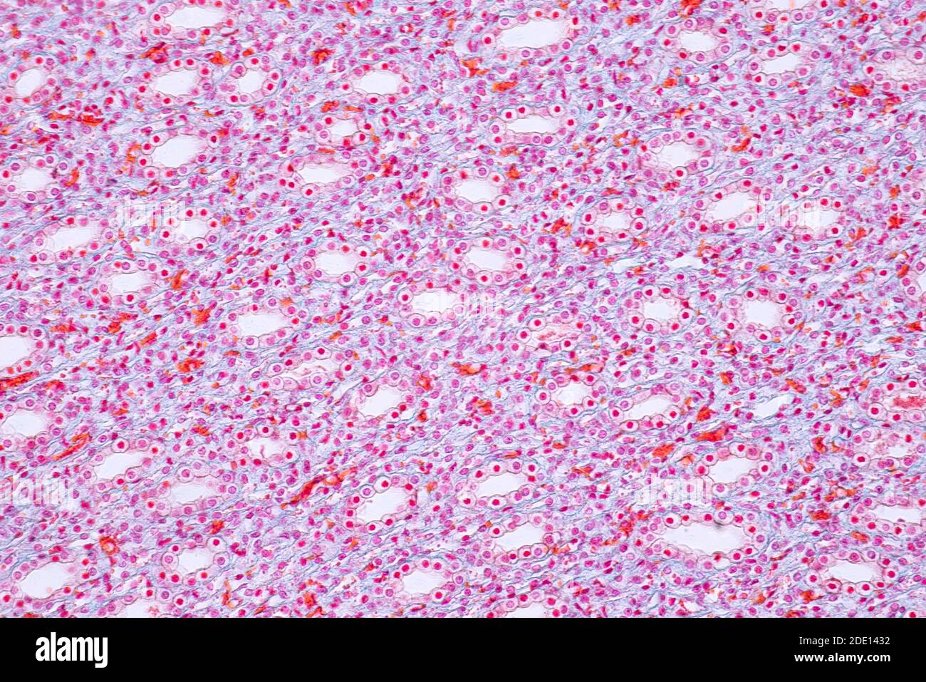 Anatomia del glomerulo del rene immagini e fotografie stock ad alta ...