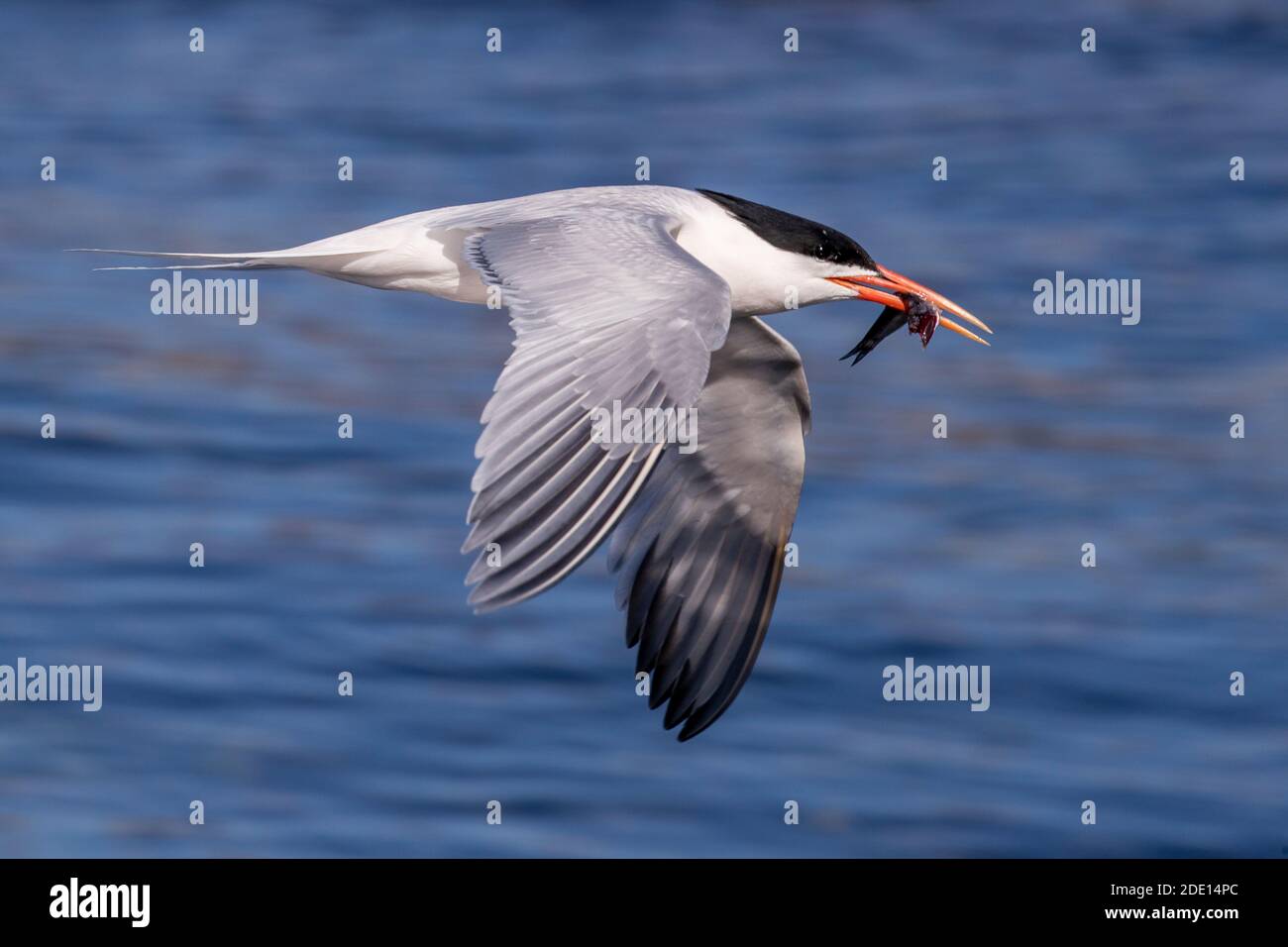 Pesce di piccola taglia immagini e fotografie stock ad alta risoluzione ...
