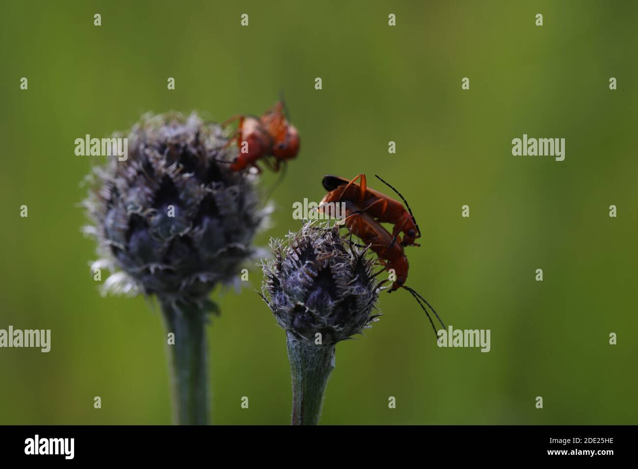 Coleotteri soldato comune immagini e fotografie stock ad alta ...