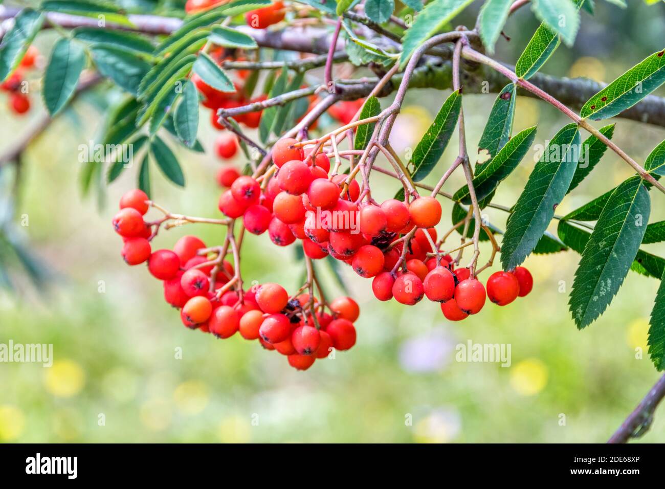 Sorbo albero sorbus aucuparia immagini e fotografie stock ad alta ...