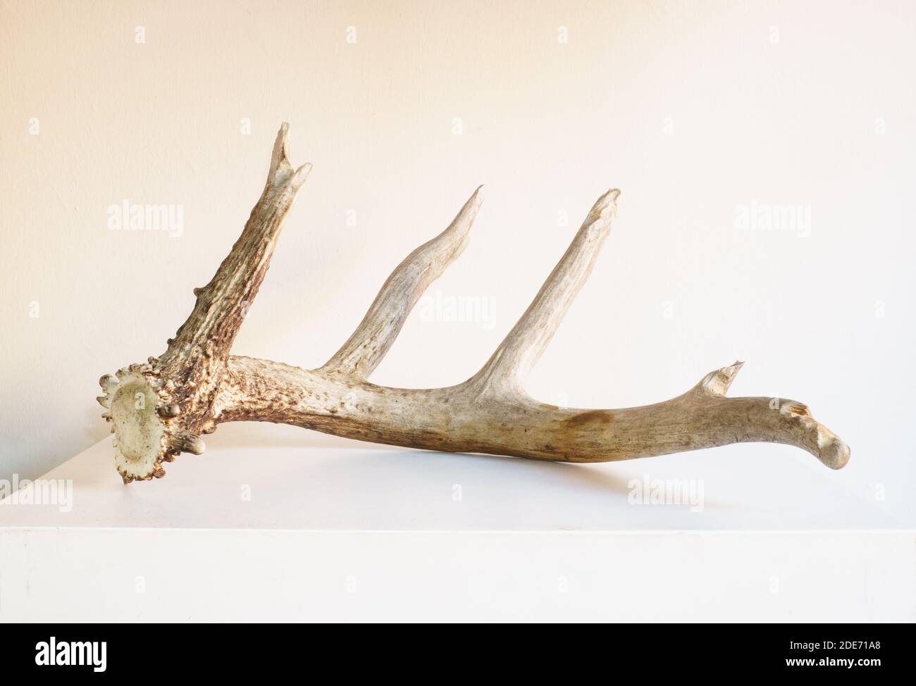 Cervo dalla coda bianca odocoileus virginianus capannone corna che ...