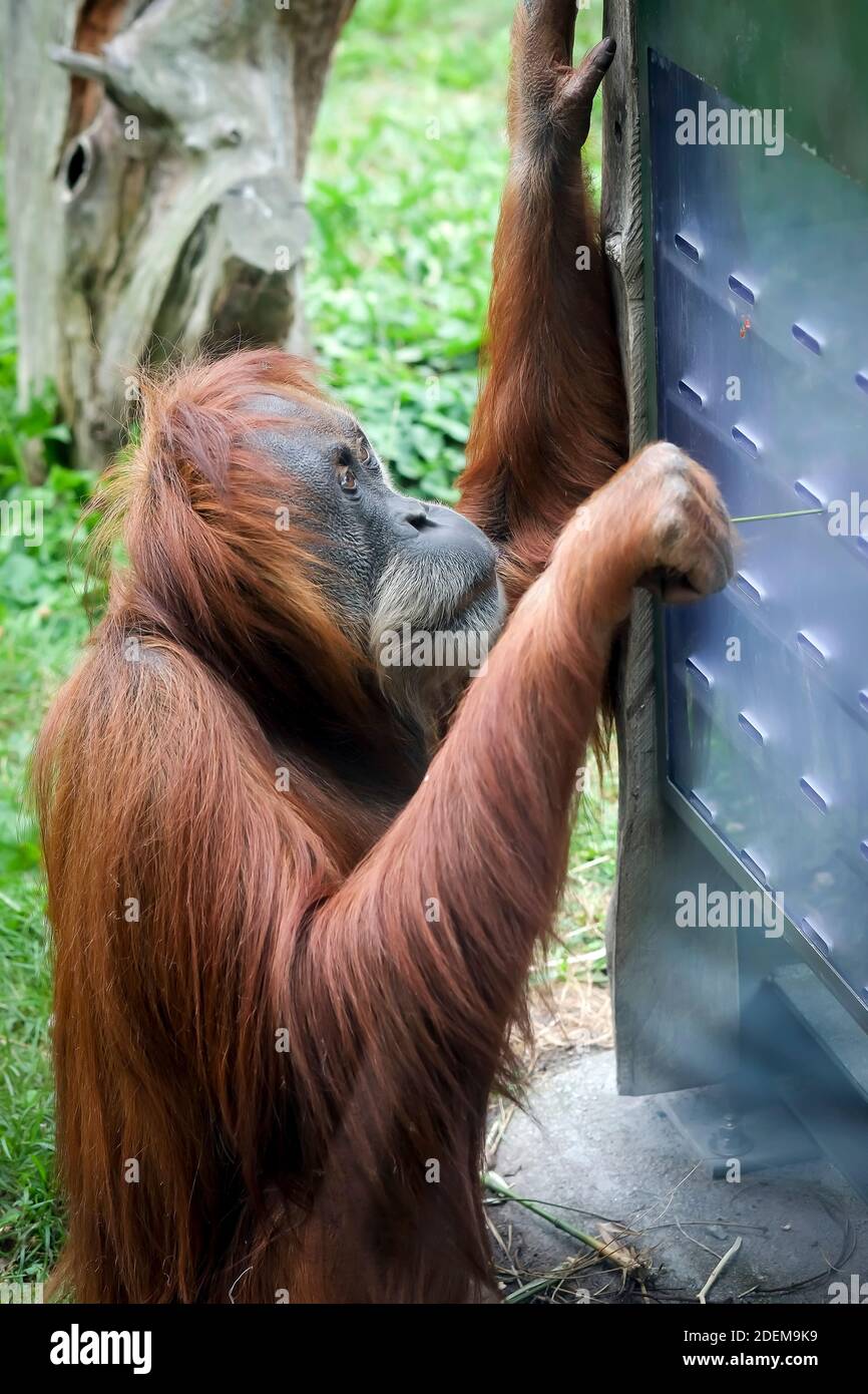 Evoluzione Delle Scimmie Immagini e Fotos Stock - Alamy