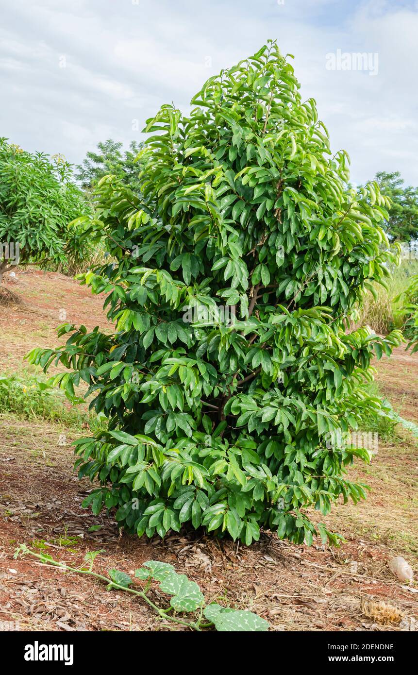 Albero di persea immagini e fotografie stock ad alta risoluzione - Alamy