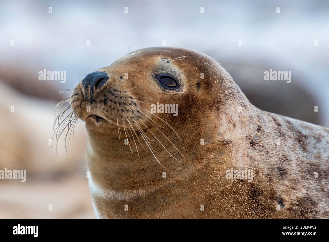 Cucciolo di foca piu bello del mondo immagini e fotografie stock ad ...