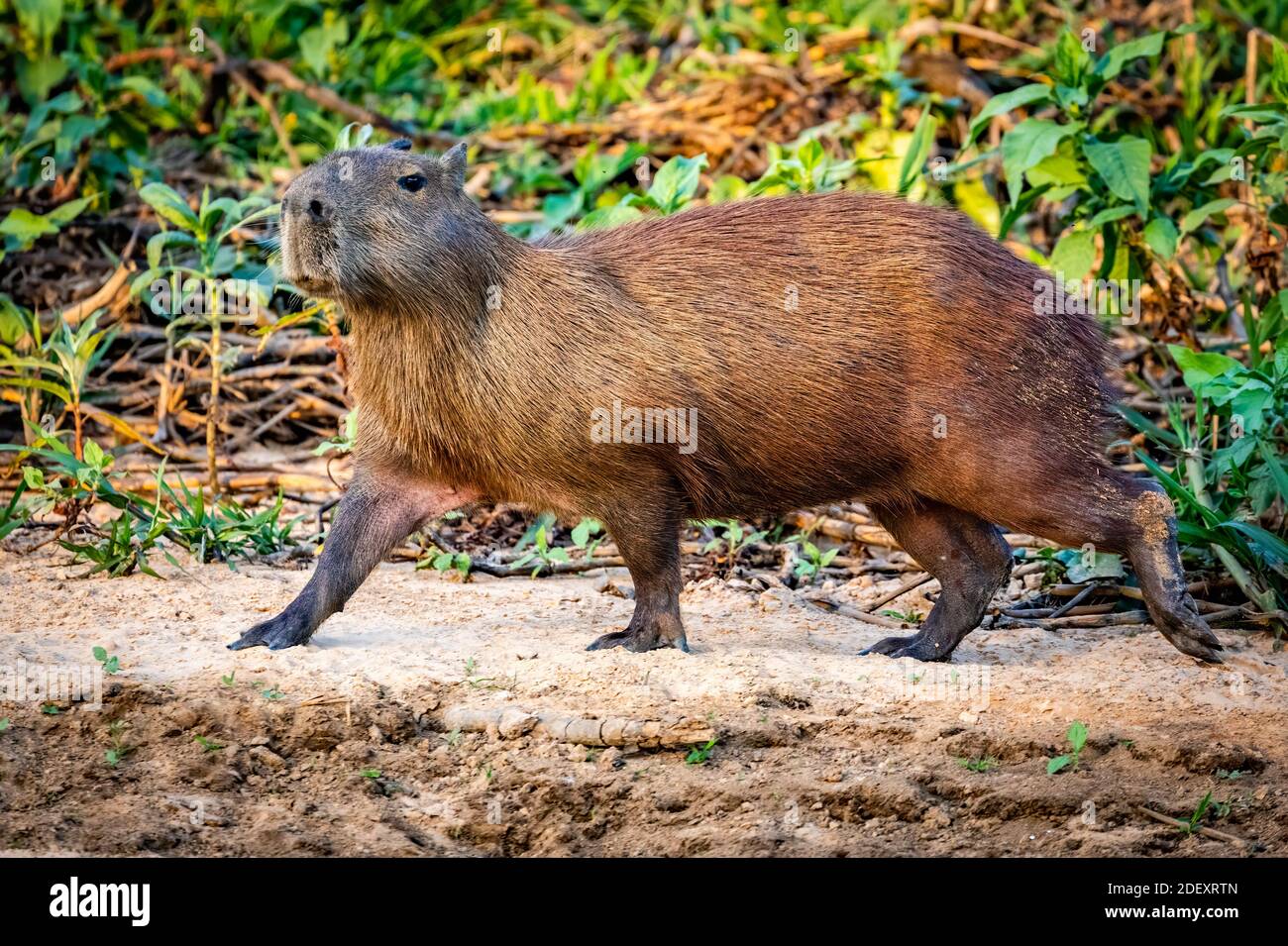 Il capibara immagini e fotografie stock ad alta risoluzione - Alamy