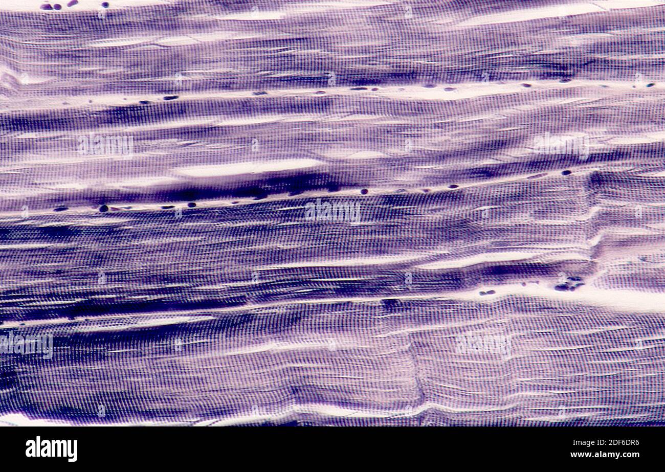 Tessuto Muscolare Striato Immagini e Fotos Stock - Alamy