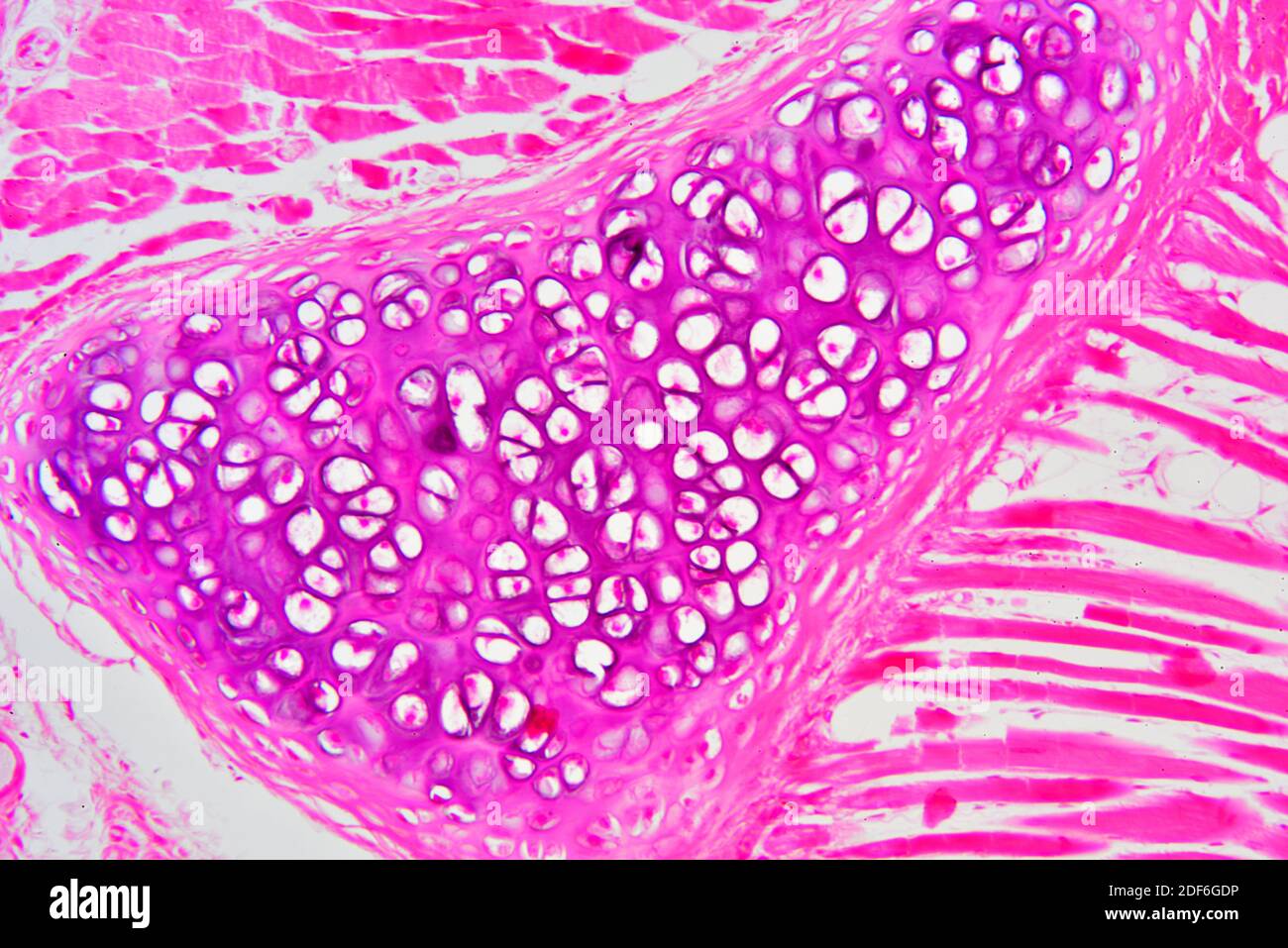 Collagen Connective Tissue Immagini e Fotos Stock - Alamy