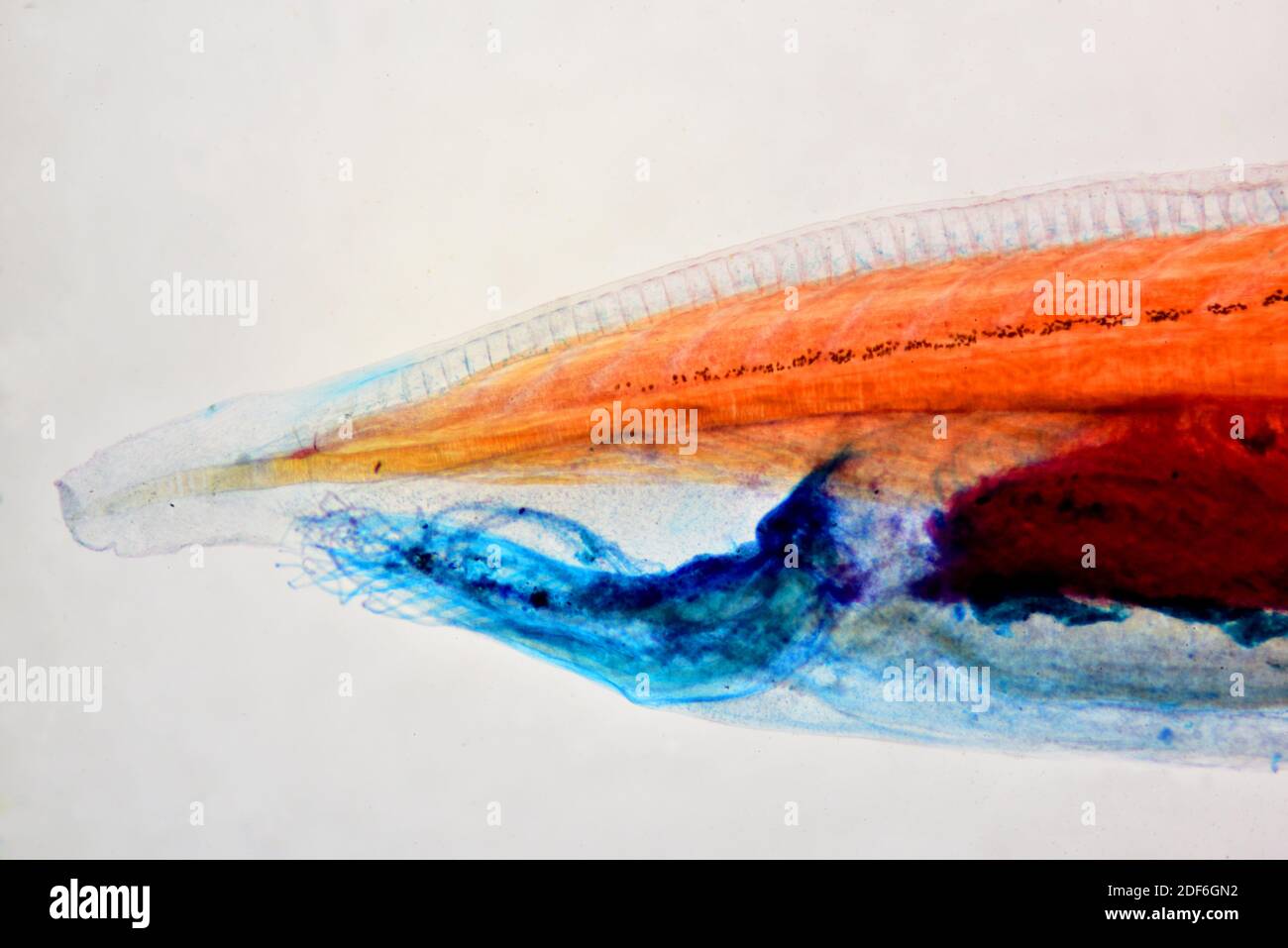 Anfiosso lanceolatus immagini e fotografie stock ad alta risoluzione ...