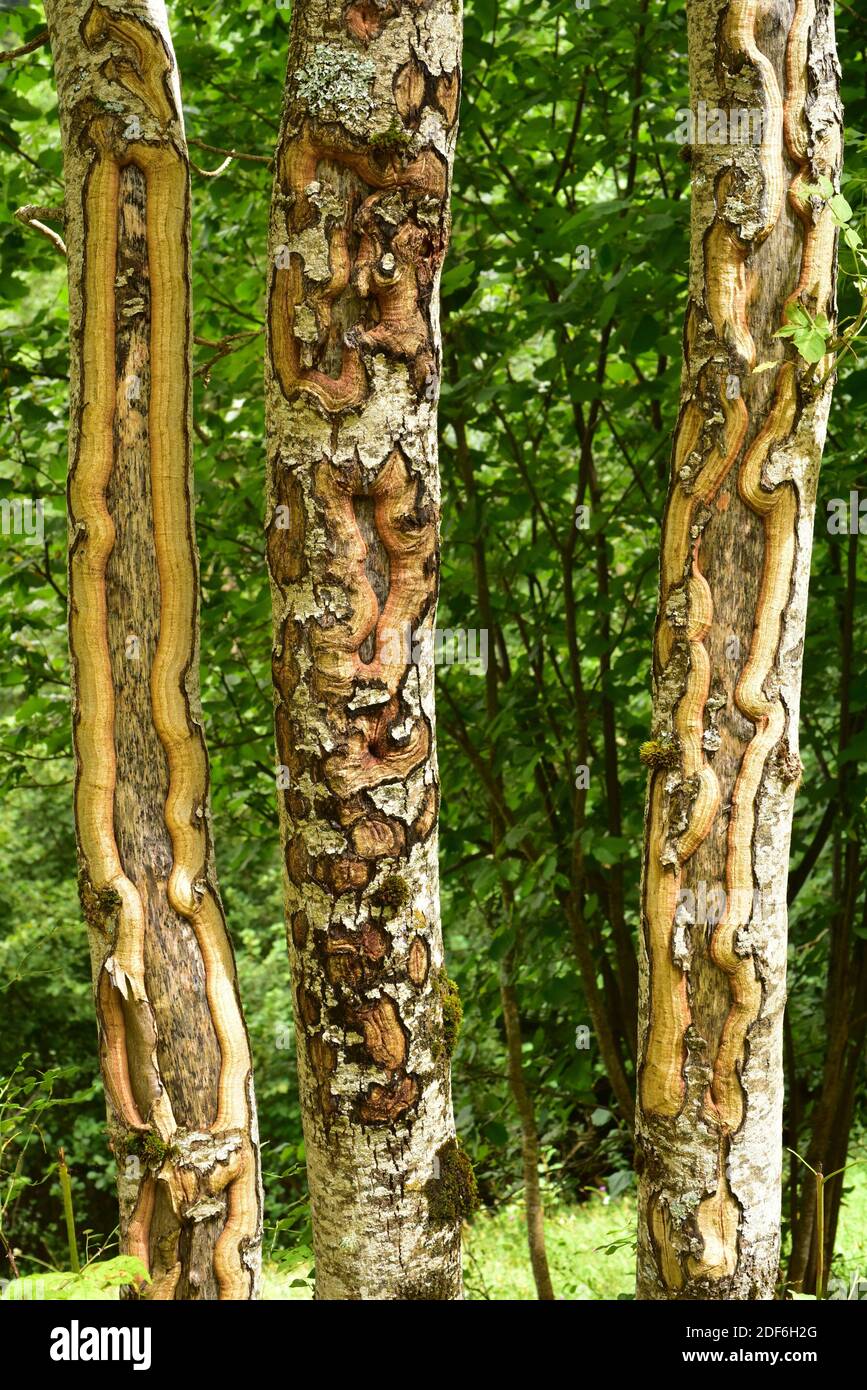 Tronco d'albero betulla pendula betulla d'argento immagini e fotografie ...
