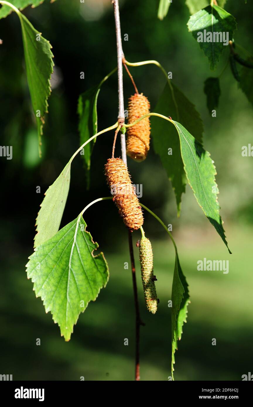 Betulla Pendula Immagini e Fotos Stock - Alamy