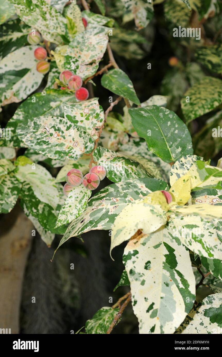 Ficus fig immagini e fotografie stock ad alta risoluzione - Alamy