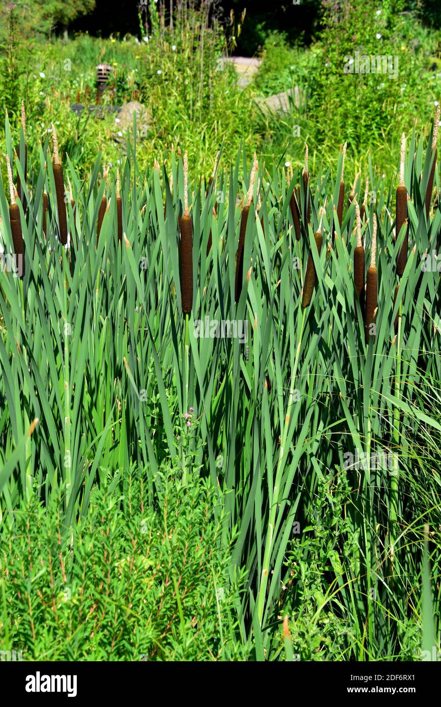 Pianta di giunco immagini e fotografie stock ad alta risoluzione - Alamy