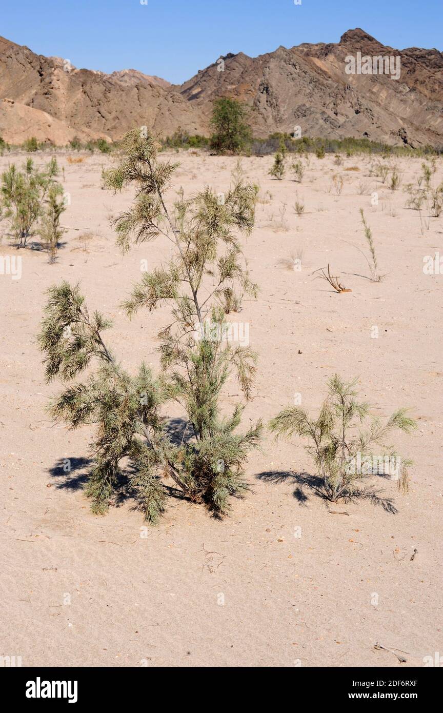 Pianta di tamerici immagini e fotografie stock ad alta risoluzione - Alamy