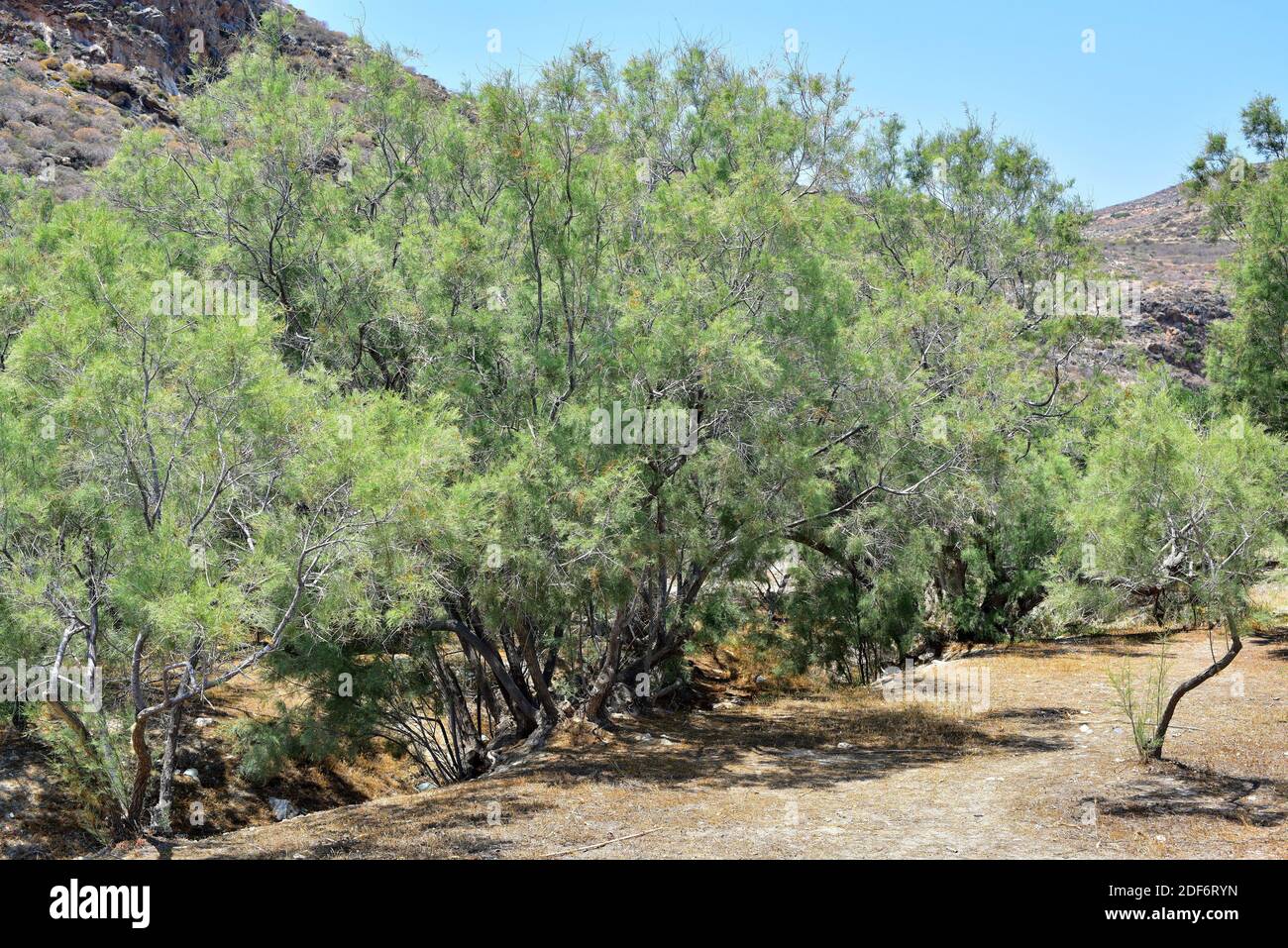 Albero di tamerici immagini e fotografie stock ad alta risoluzione - Alamy