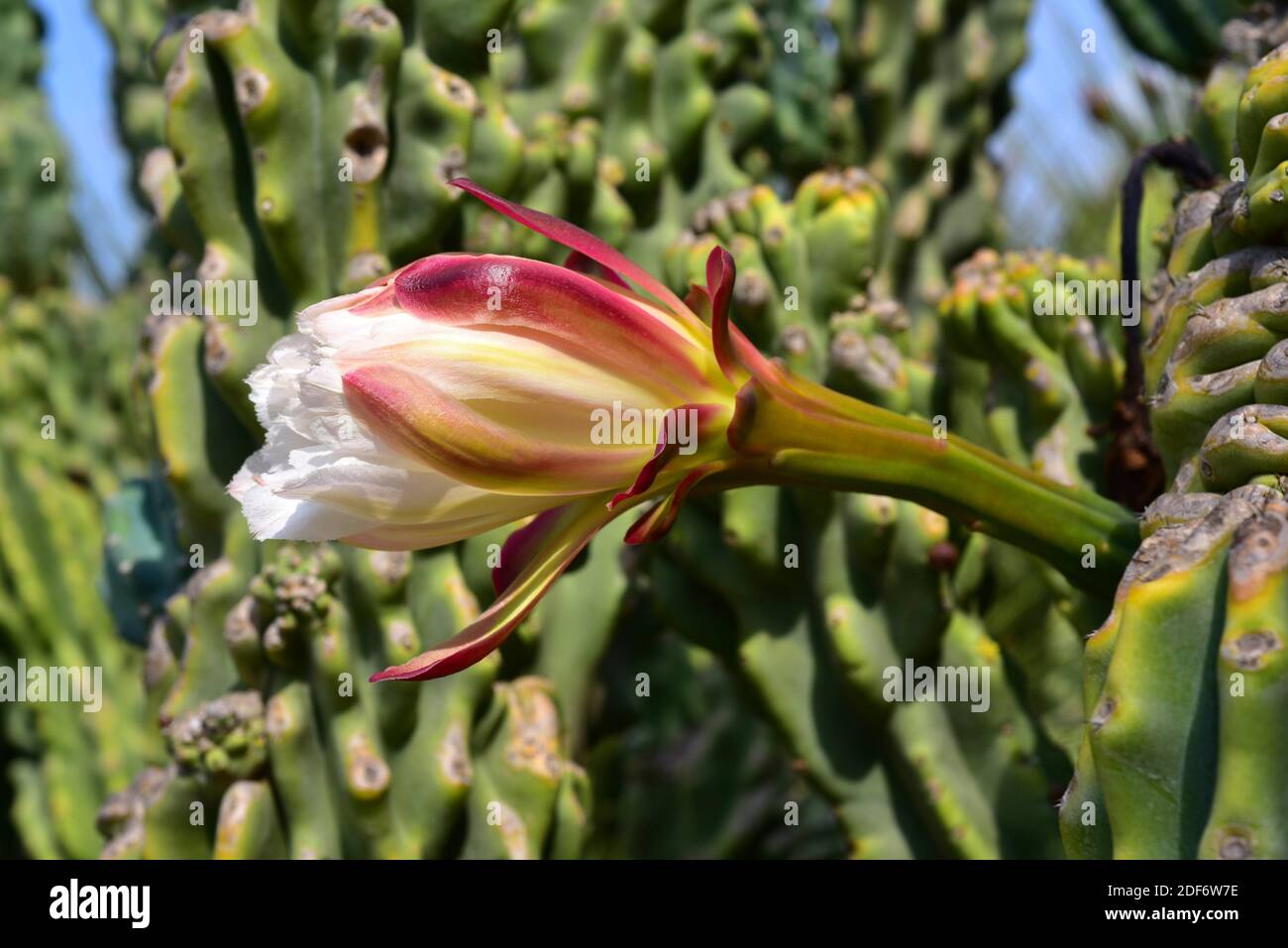 Cereus peruvianus monstrosus immagini e fotografie stock ad alta ...