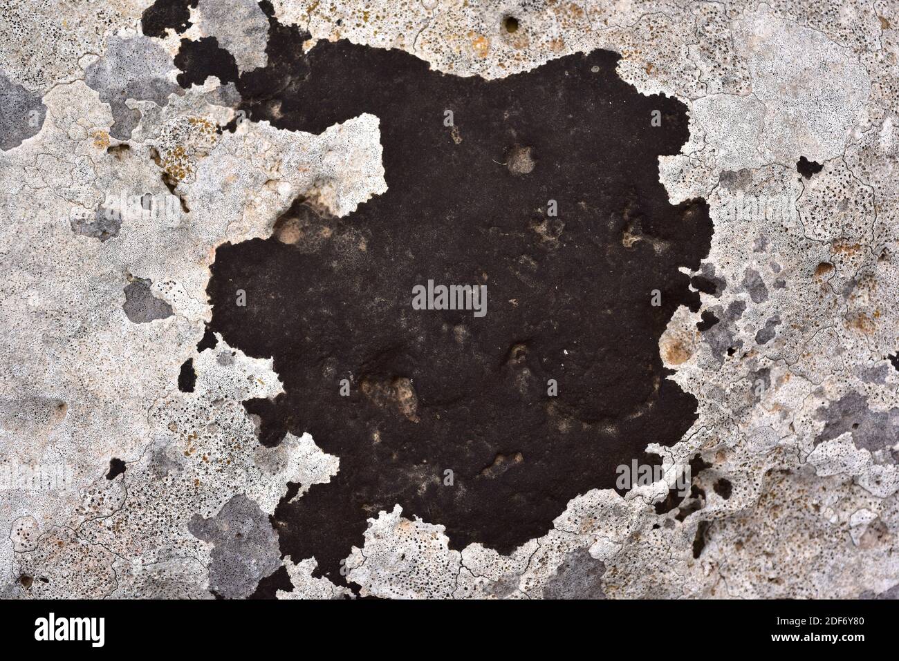 Verrucaria nigrescens un lichen endolitico nero circondato da un altro ...