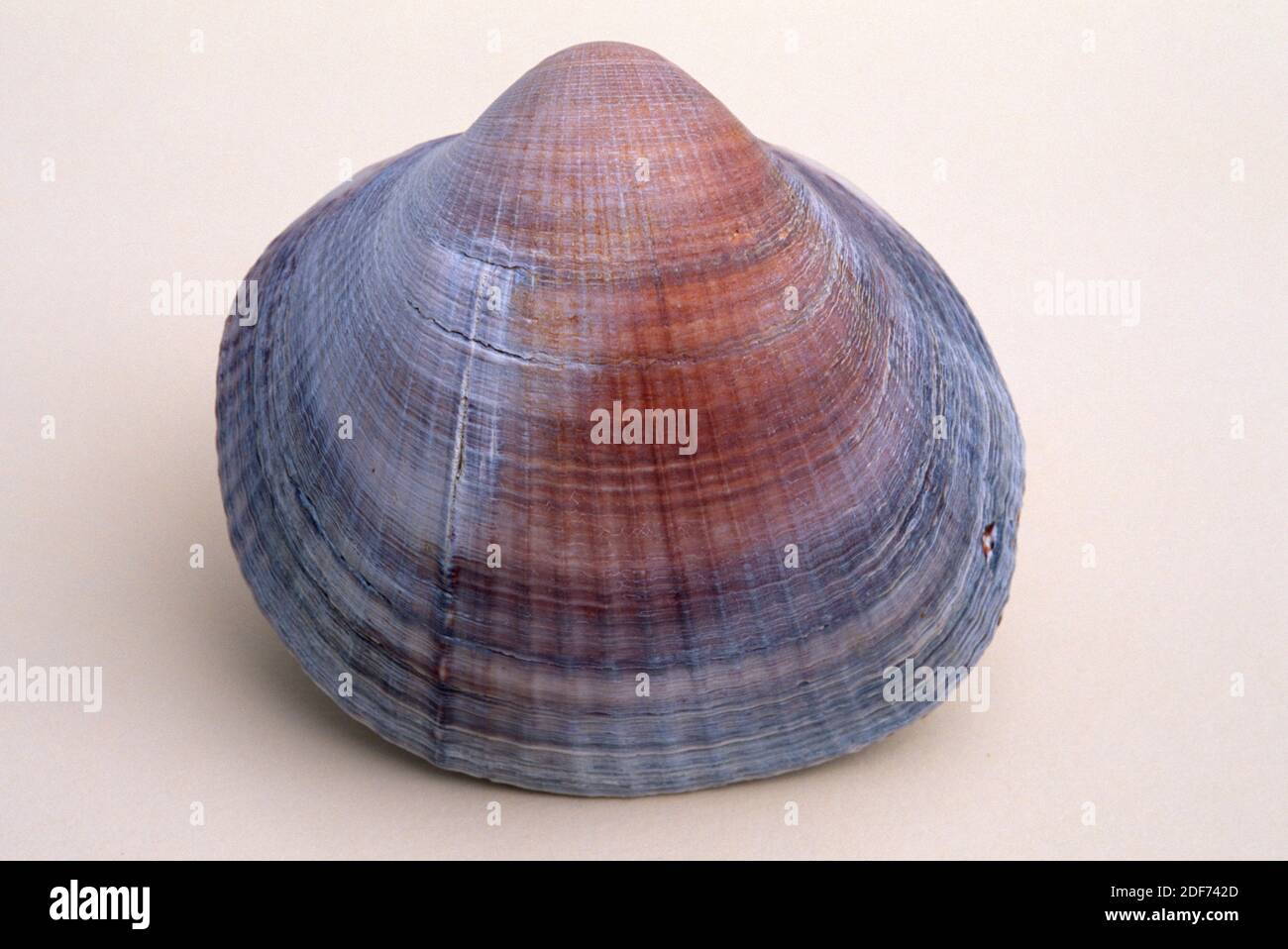 Mollusco bivalve marino immagini e fotografie stock ad alta risoluzione ...