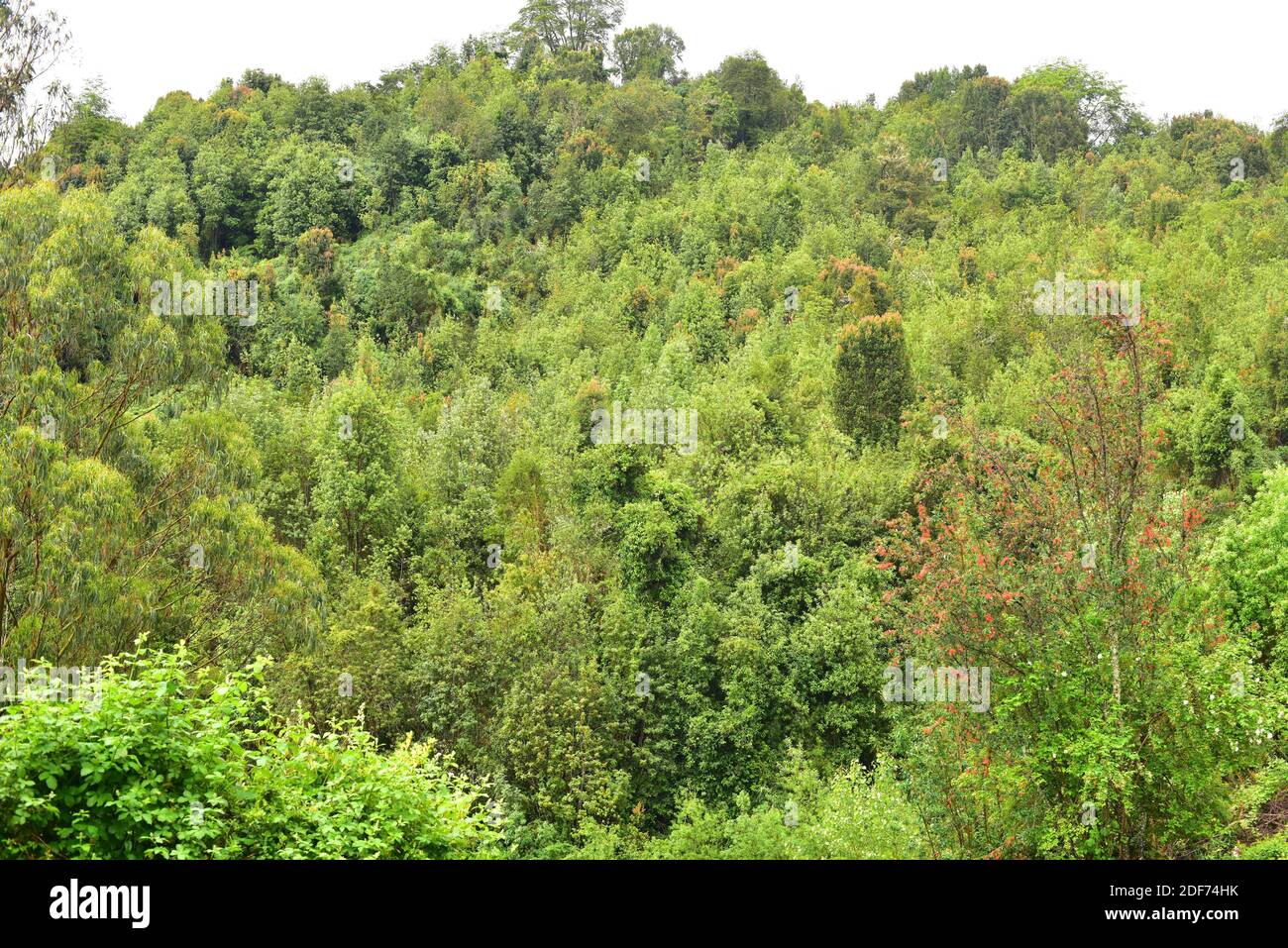 Bioma Della Foresta Temperata Immagini e Fotos Stock - Alamy