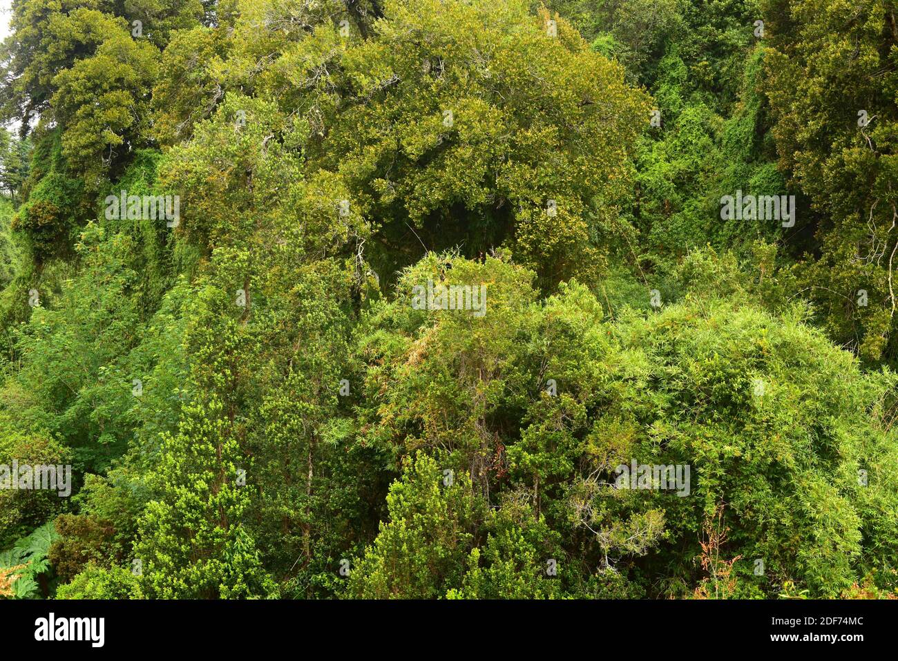 Temperate forest immagini e fotografie stock ad alta risoluzione - Alamy
