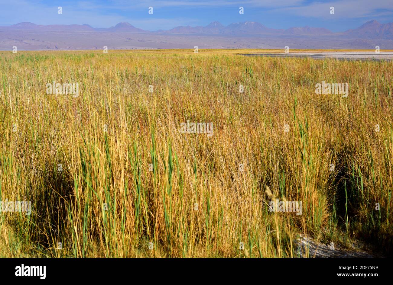 Phragmites australis immagini e fotografie stock ad alta risoluzione ...