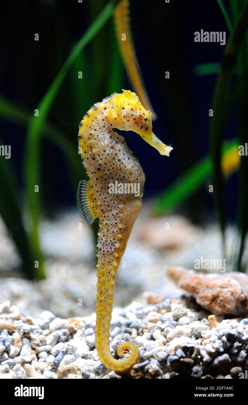 Ippocampo ippocampo ippocampo cavalluccio marino immagini e fotografie ...