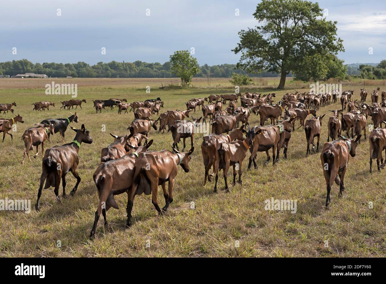 Capra alpina francese immagini e fotografie stock ad alta risoluzione ...