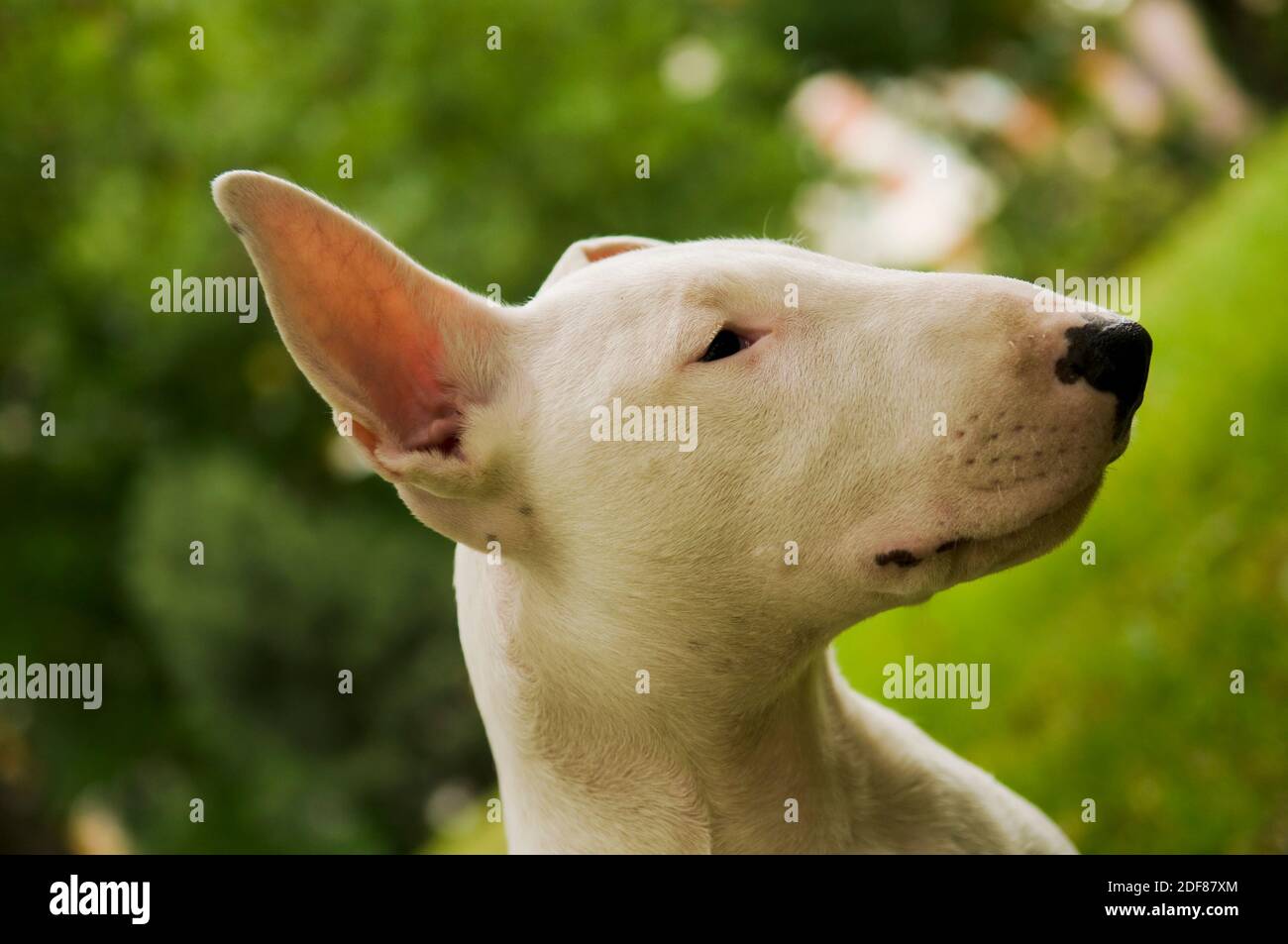 Sfondo bianco bull terrier immagini e fotografie stock ad alta ...
