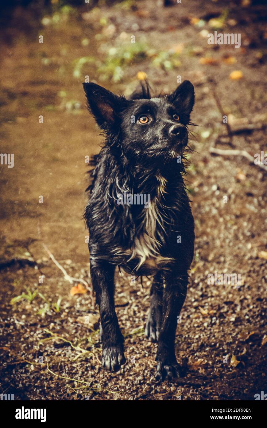 Un cane bagnato cani immagini e fotografie stock ad alta risoluzione ...