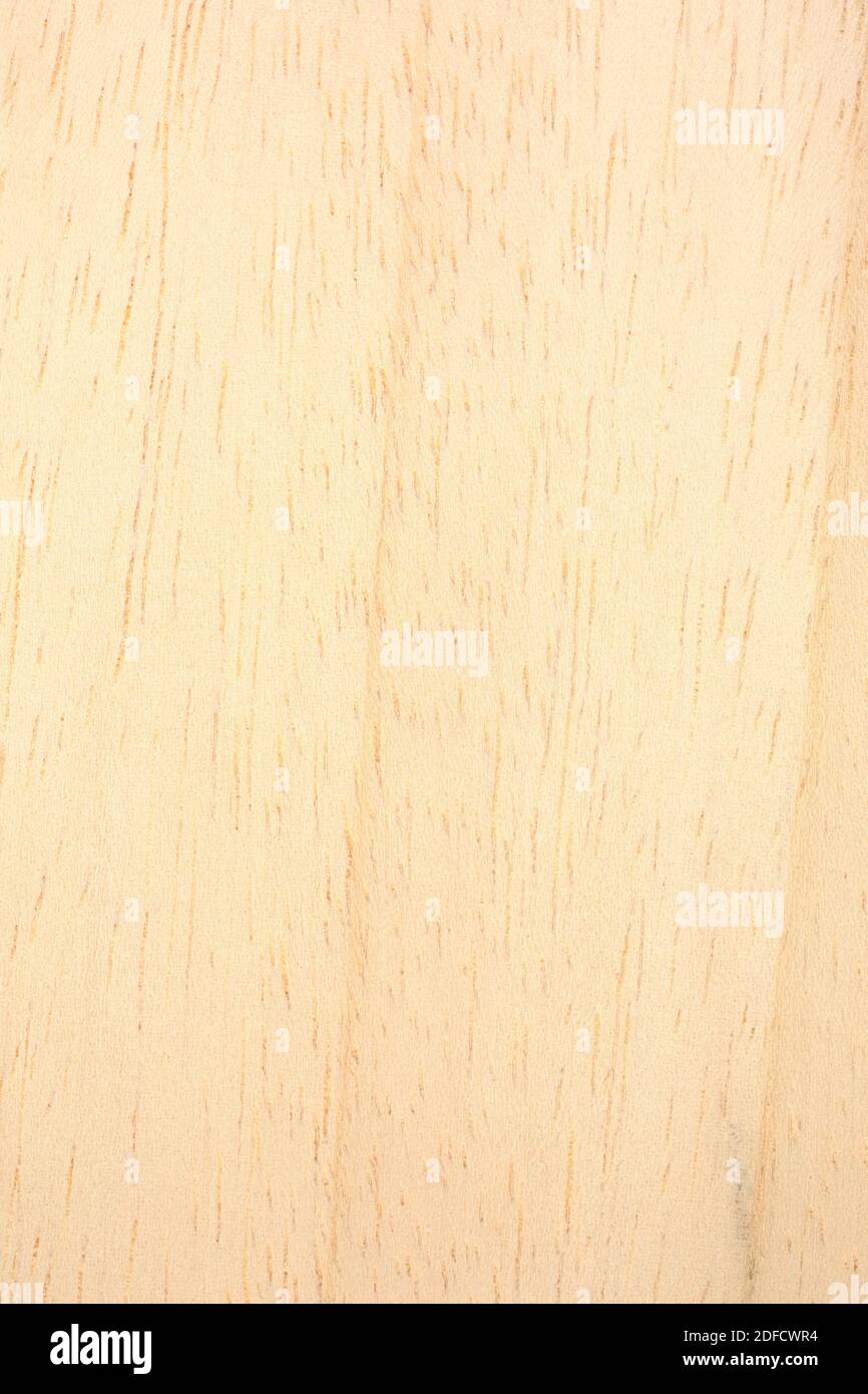 Legno di ayous immagini e fotografie stock ad alta risoluzione - Alamy