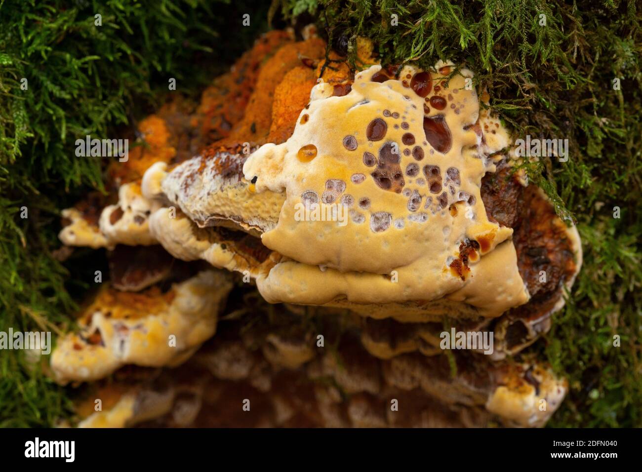 Inonotus radiatus immagini e fotografie stock ad alta risoluzione - Alamy