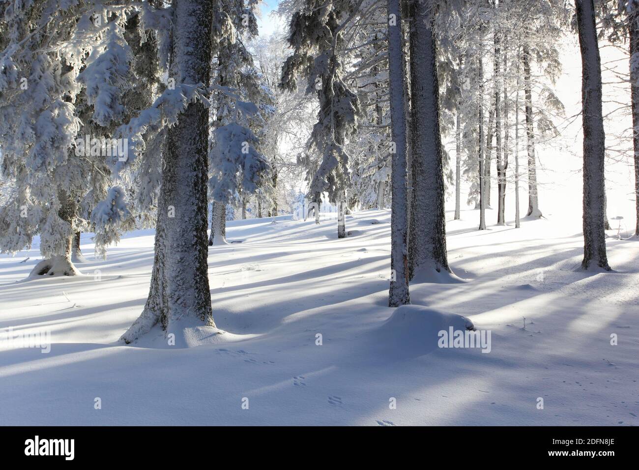 Foresta di conifere innevate immagini e fotografie stock ad alta ...