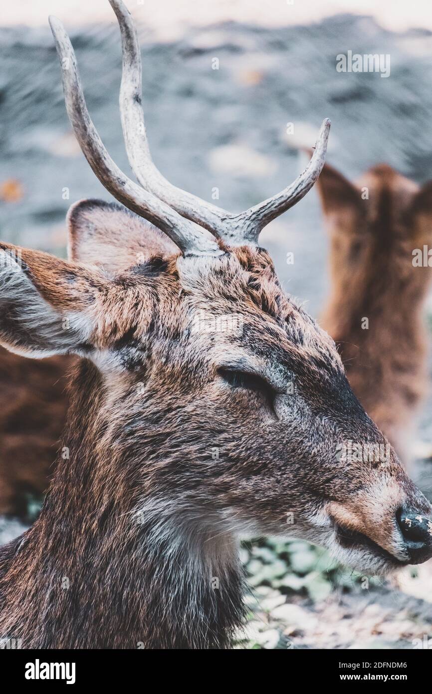 Colpo alla testa di cervo immagini e fotografie stock ad alta ...