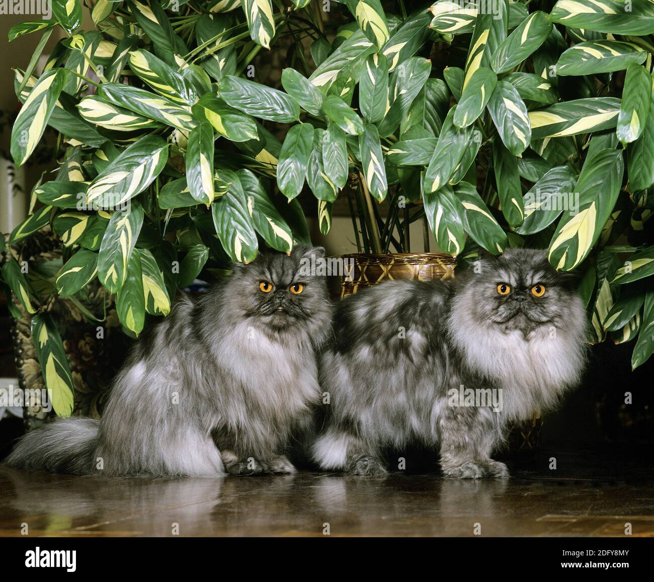 Fumare gatto domestico persiano immagini e fotografie stock ad alta ...