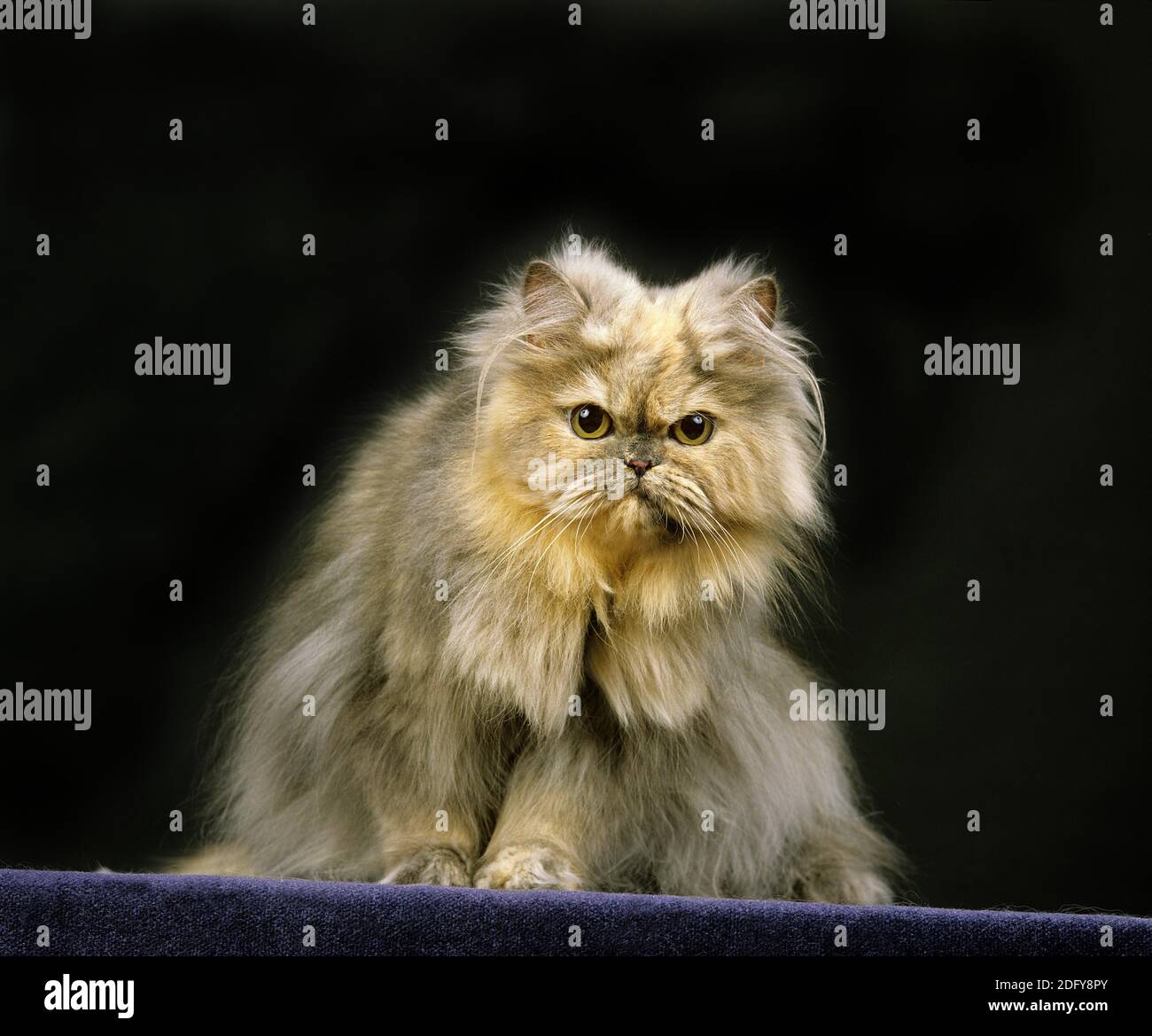 Fumare gatto domestico persiano immagini e fotografie stock ad alta ...