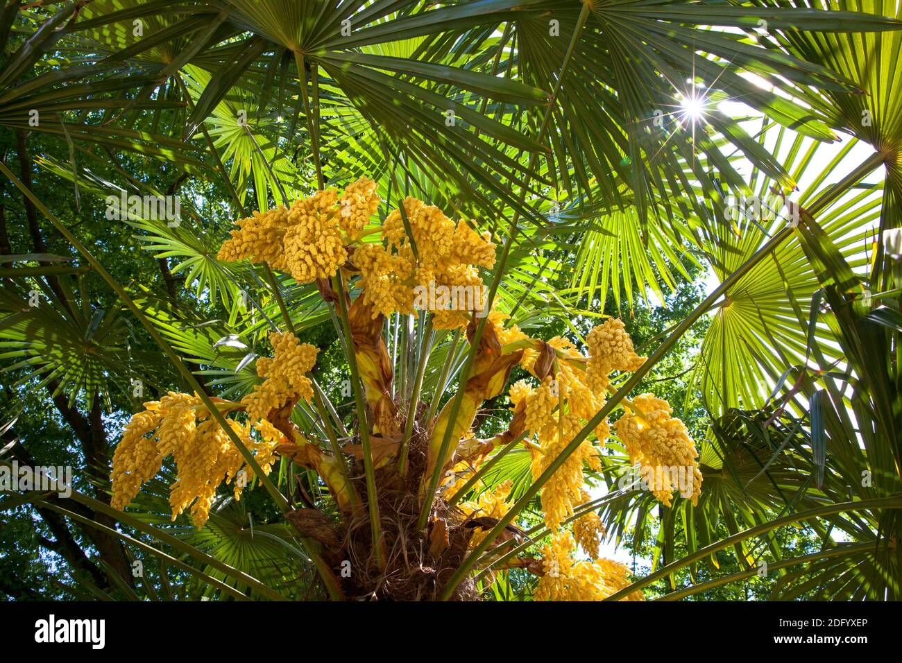 Fioritura della palma Chusan (Trachycarpus fortunei) in un giardino ...