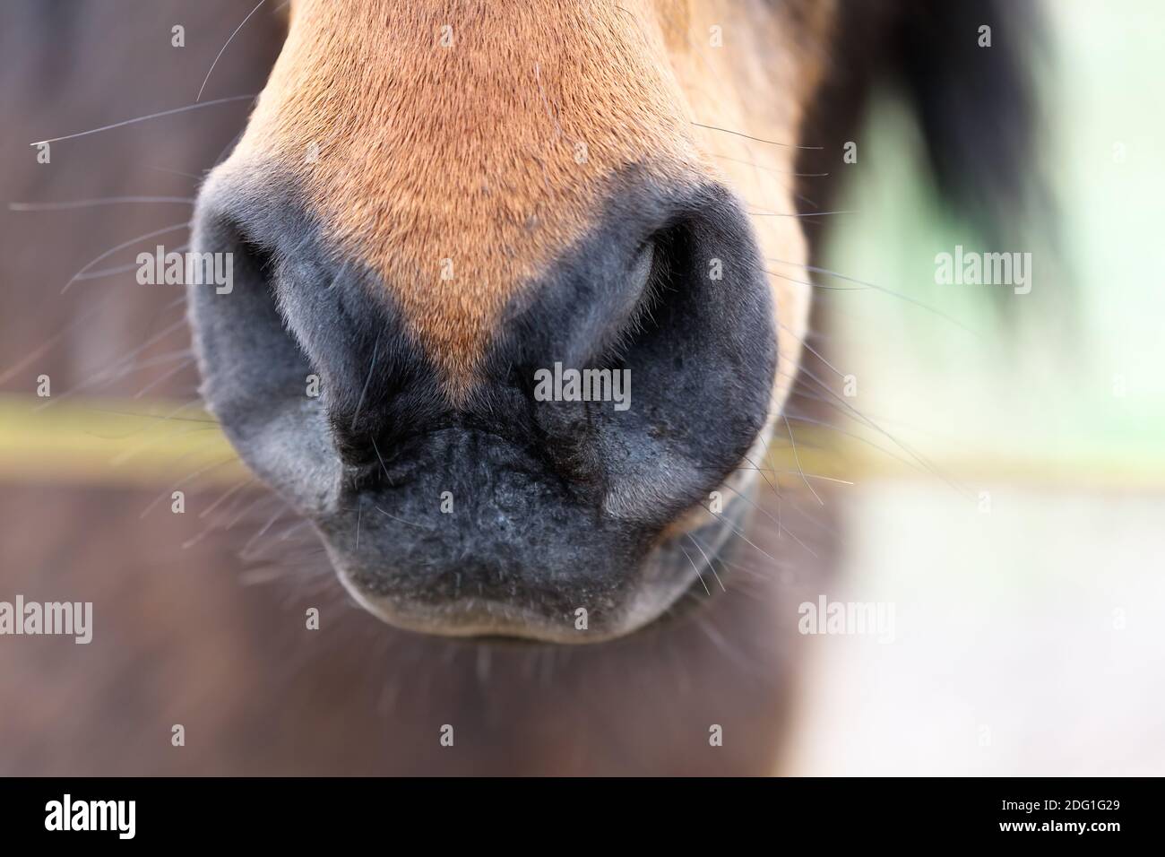 Alle narici immagini e fotografie stock ad alta risoluzione - Alamy